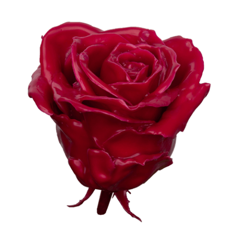 Waxed Roses | Waxed Roses Sensation