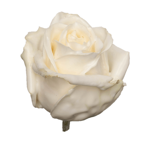 Waxed Roses | Waxed Roses Sensation